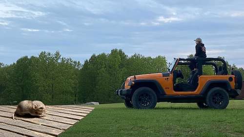 Jeep Wrangler Owner Found Two Mice In His Jeep And Can't Find The Nest
