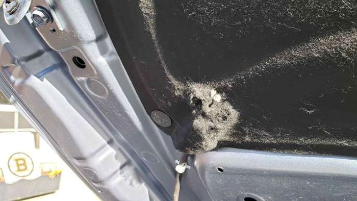 Spot Mouse and Rodent Trouble Under Your Hood Before It’s a Disaster ...